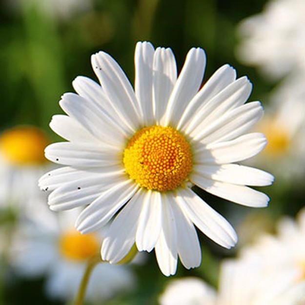 151 Types of Flowers Common In The U.S. & Their Characteristics