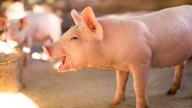 Adventures in Pig Farming | One Man's First Hand Experience With What ...