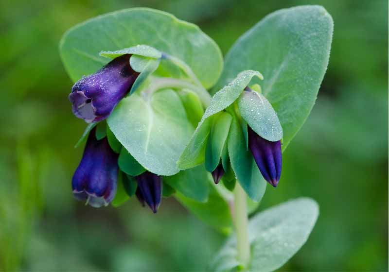 17 Cold Weather Plants That Can Survive Winter Outside - Homesteading