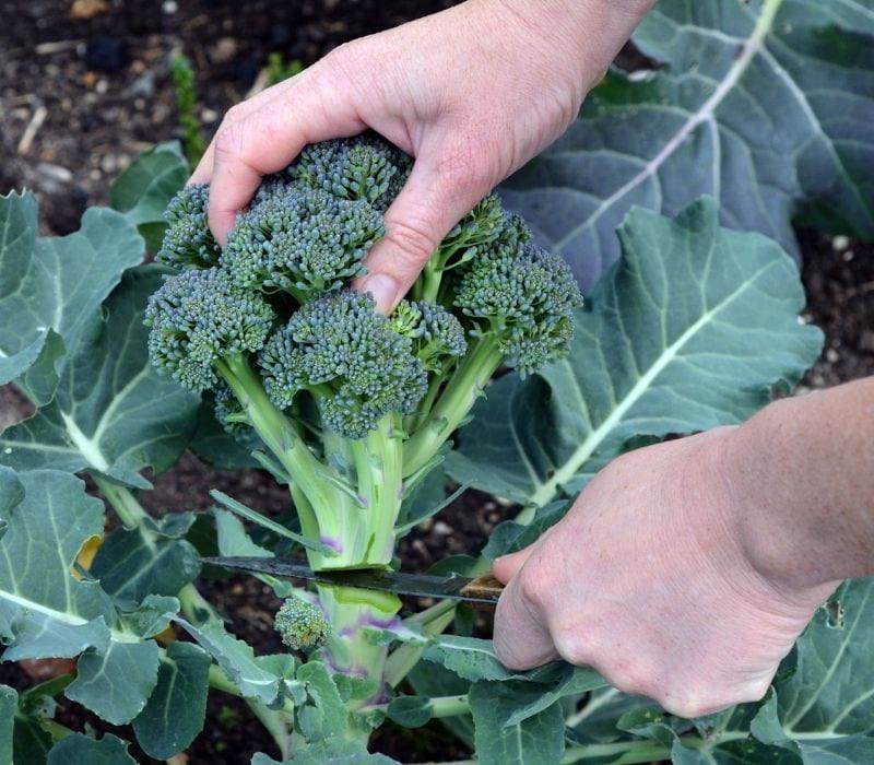 Growing Broccoli FAQs: How To Grow Broccoli | Homesteading