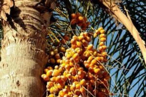 Amazing Palm Berries: Powerful Benefits 1 Should Know