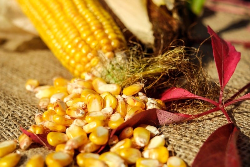 How to Make Pig Feed Straight From Your Homestead | Homesteading