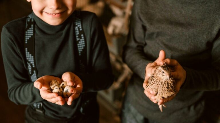 5 Best Quail Breeds To Raise At Your Homestead | Homesteading