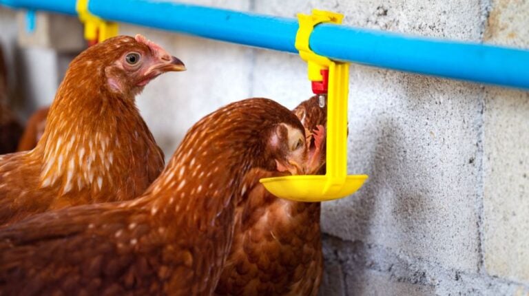 9 Smart Chicken Watering Station: Ultimate Clean Solution