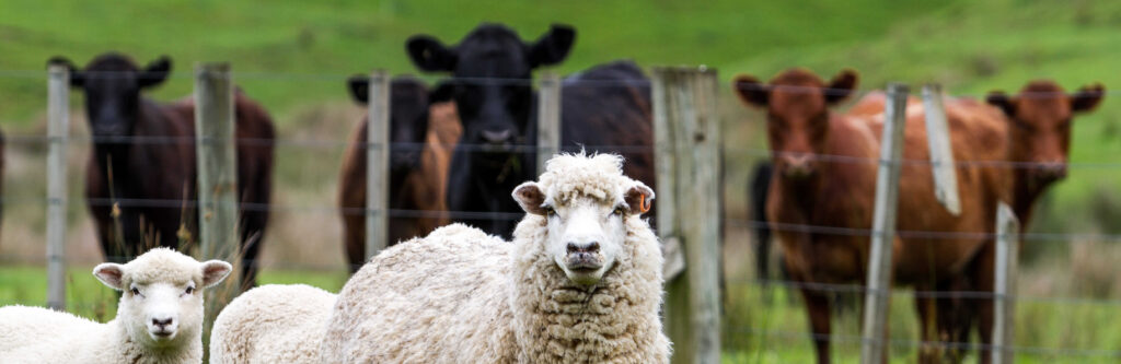 Livestock Options for Meat on a Homestead - Homesteading.com ...