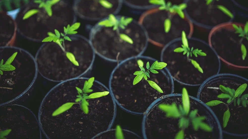 15 Simple, Inexpensive Homemade Plant Food Recipes and Ingredients